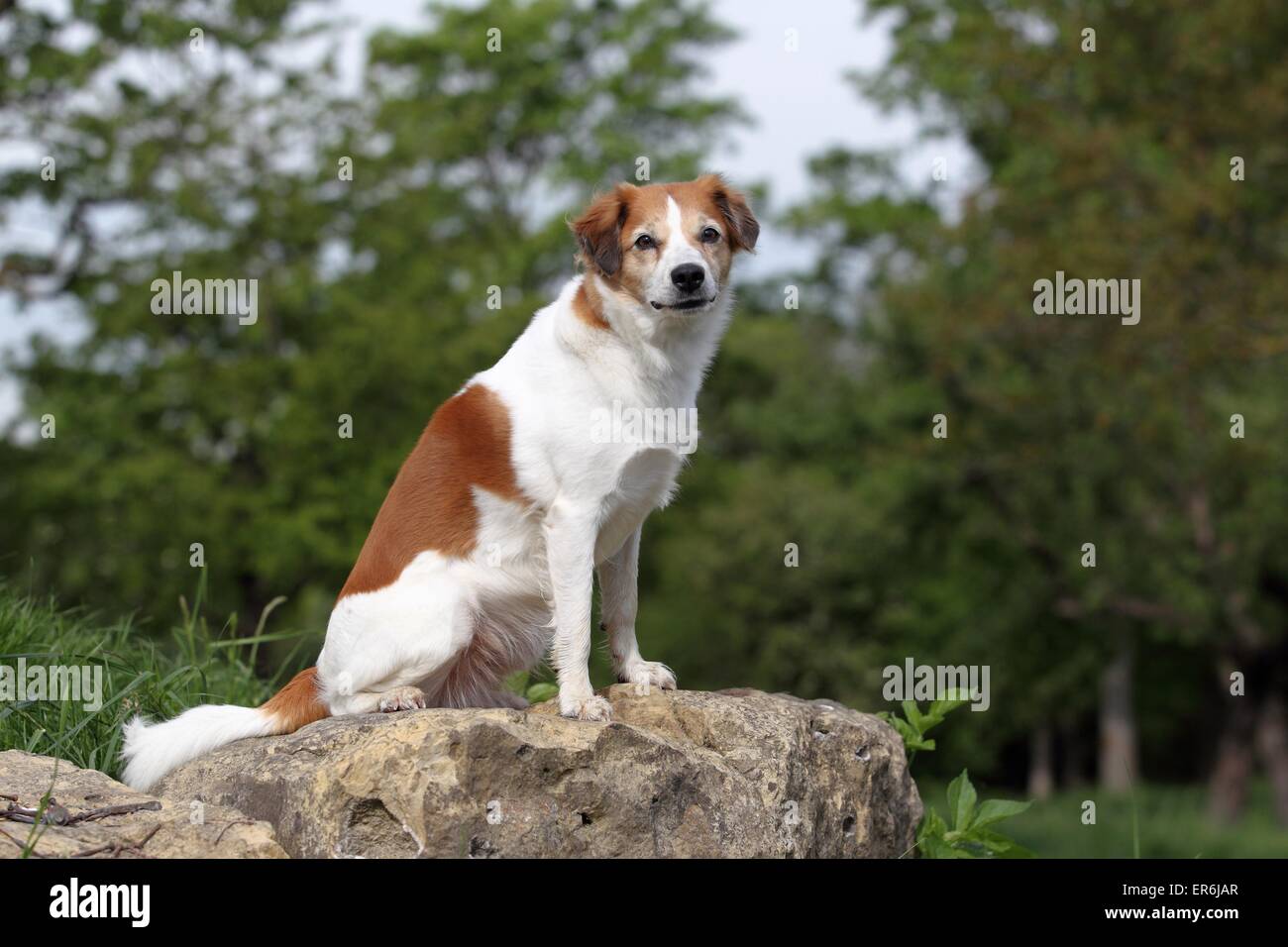 sitting Krom dog Stock Photo - Alamy