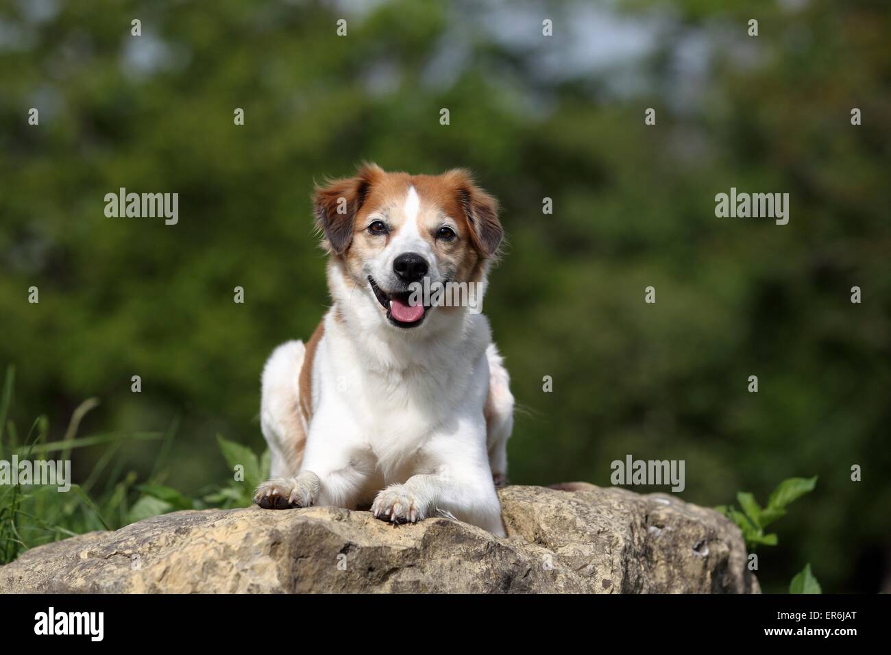 lying Krom dog Stock Photo - Alamy