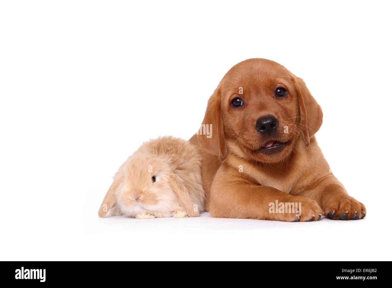 Dog and baby friend Cut Out Stock Images & Pictures - Alamy