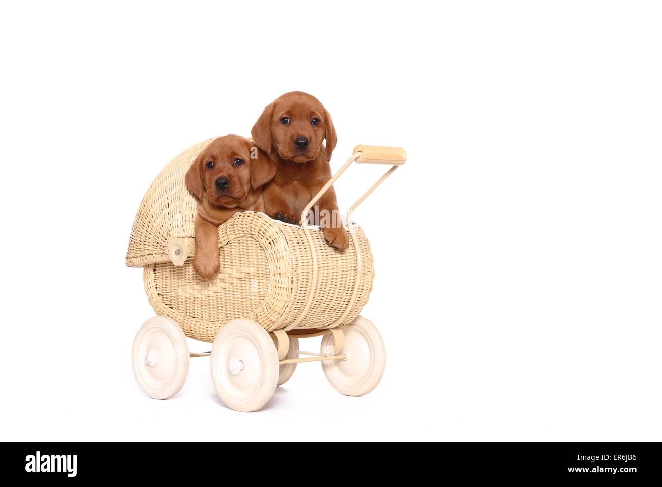Two white labrador puppies hi-res stock photography and images - Alamy