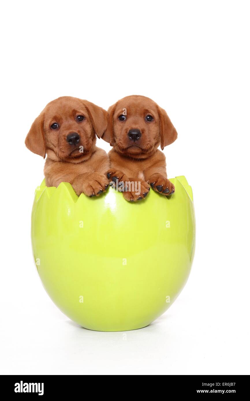 Young cute labrador dog hi-res stock photography and images - Alamy