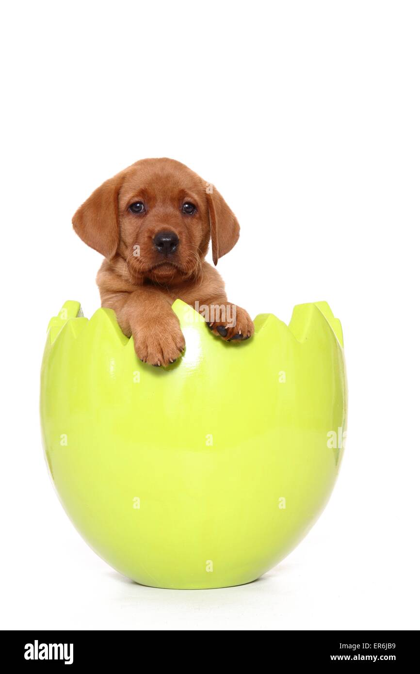 Cute baby labrador hi-res stock photography and images - Alamy