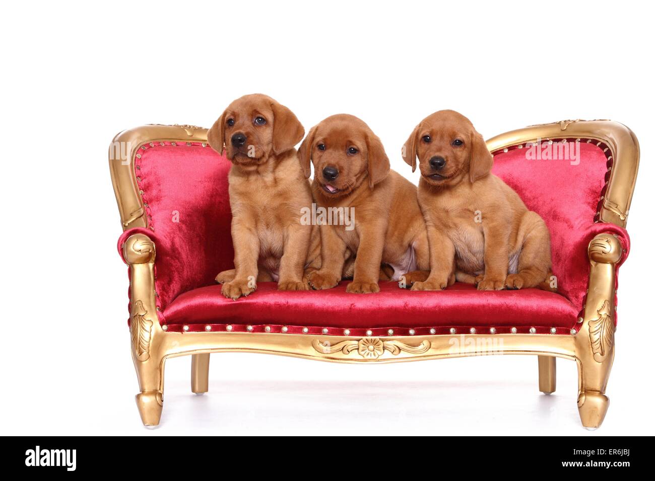 Cute baby labrador hi-res stock photography and images - Alamy