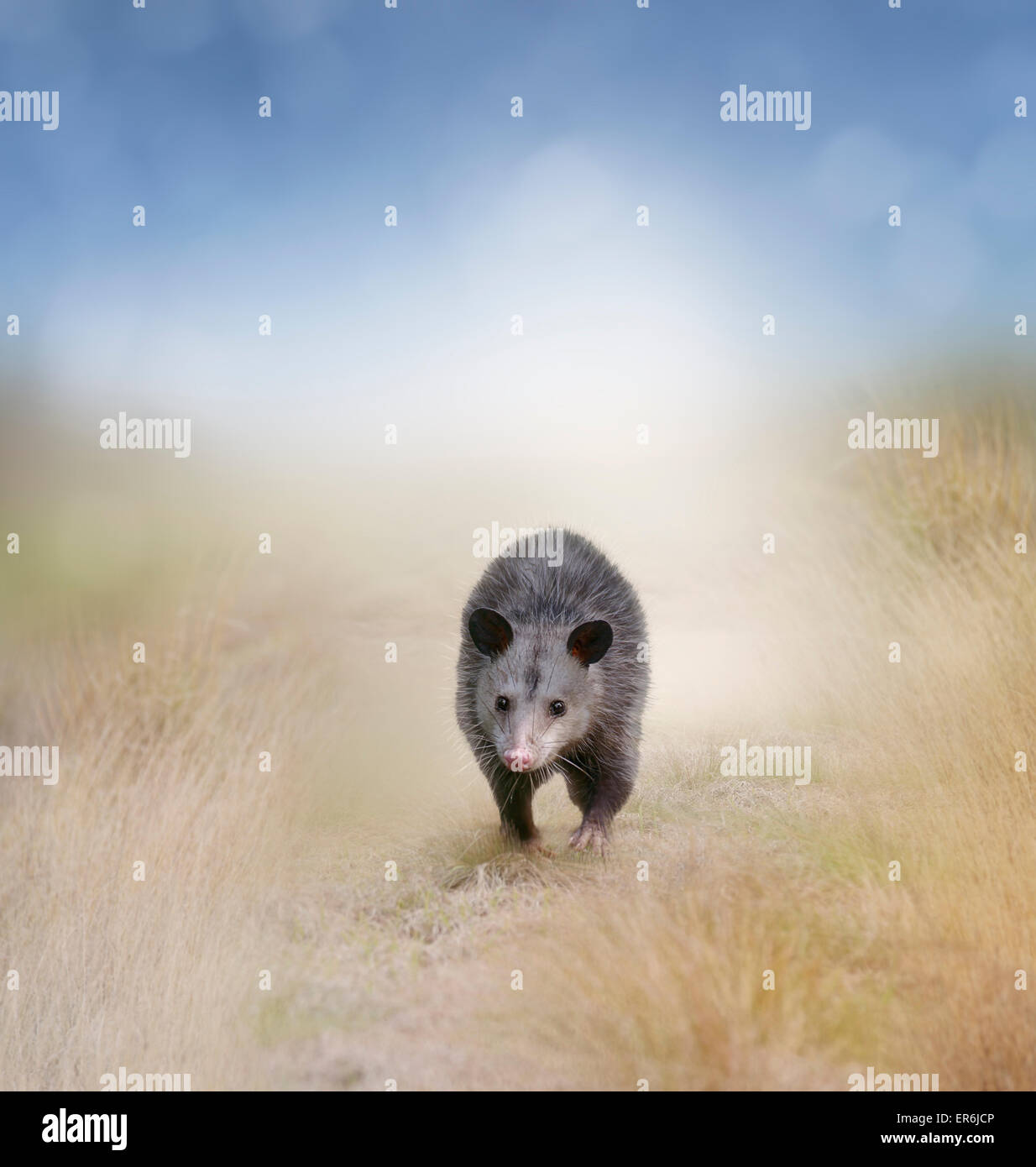 Opossum hi-res stock photography and images - Alamy