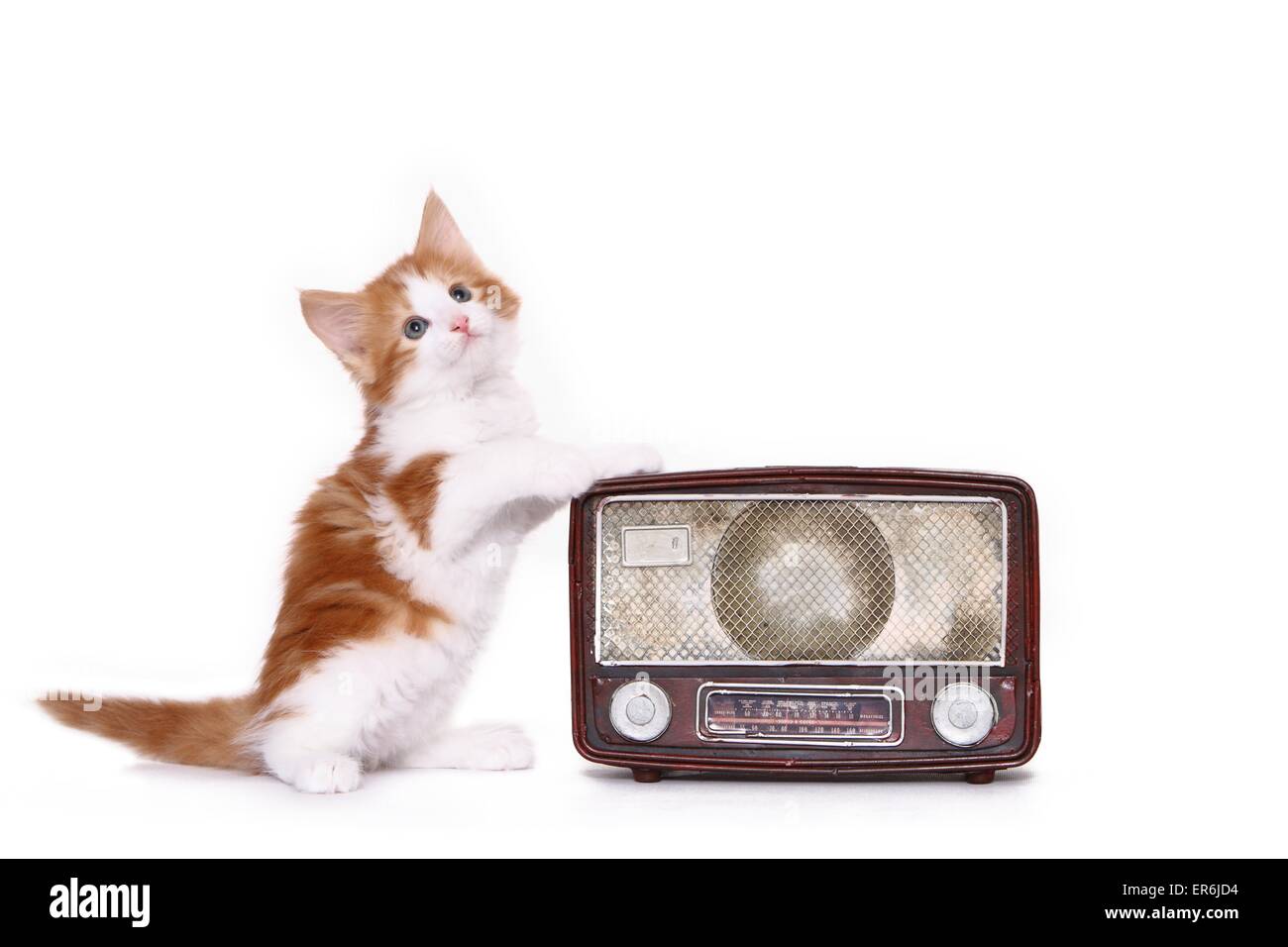 Norwegian Forest Cat Kitten Stock Photo - Alamy