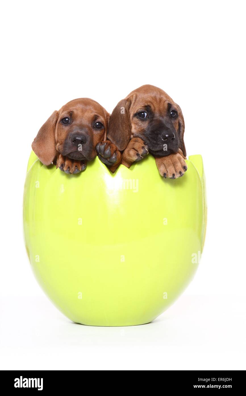 Rhodesian Ridgeback Puppies Stock Photo - Alamy
