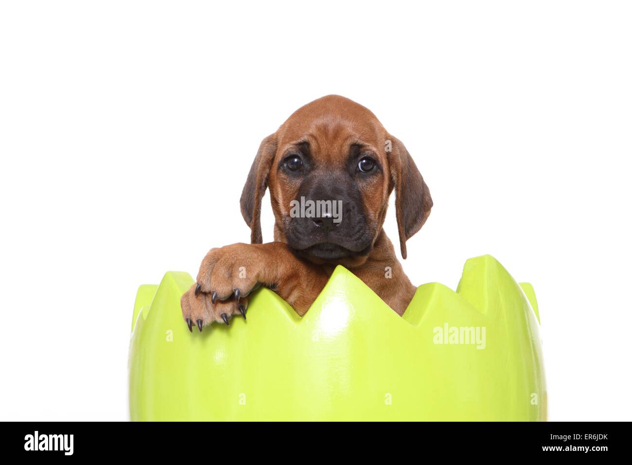 Purebred rhodesian ridgeback hi-res stock photography and images - Alamy