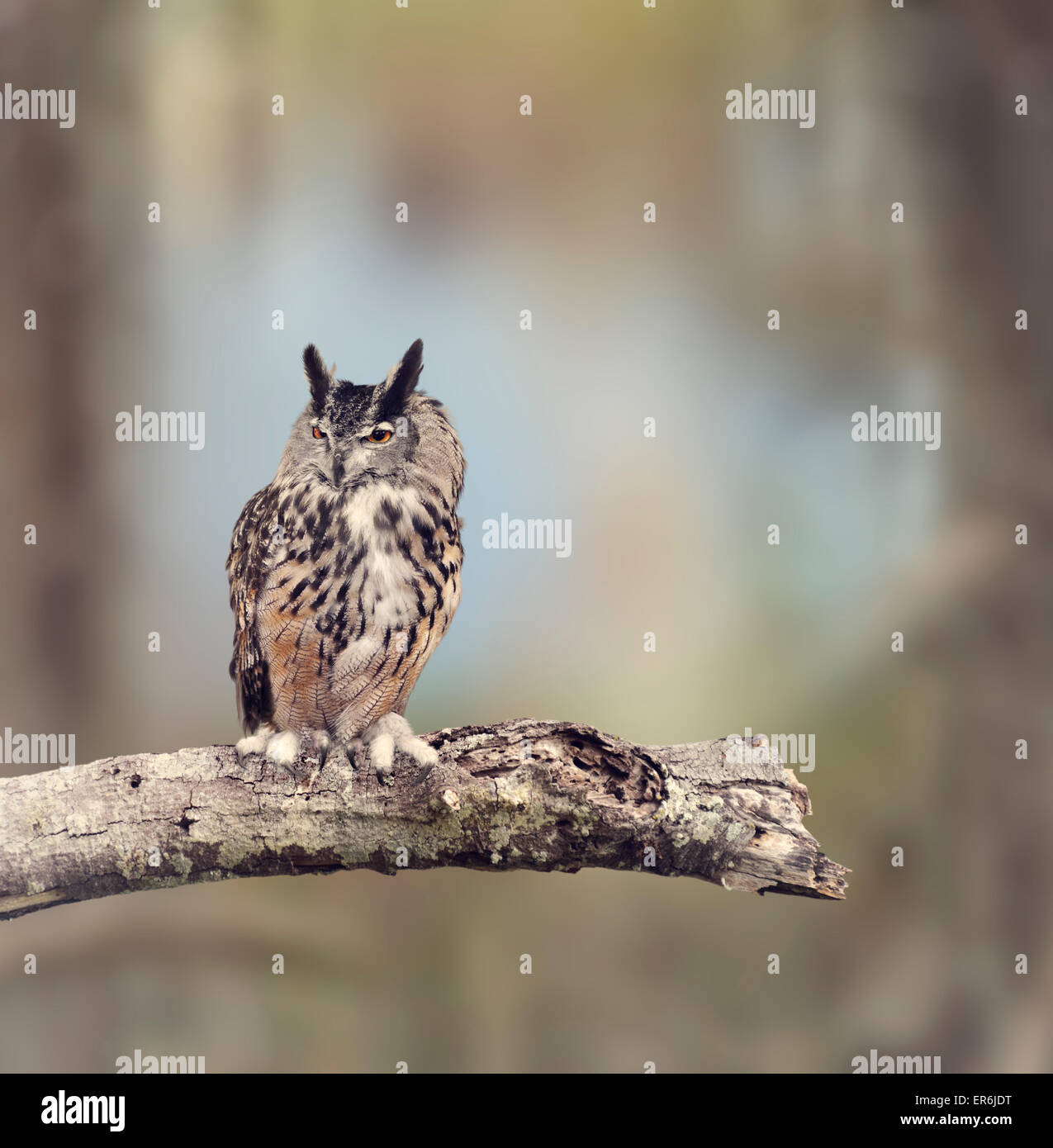 Owl branch hi-res stock photography and images - Alamy