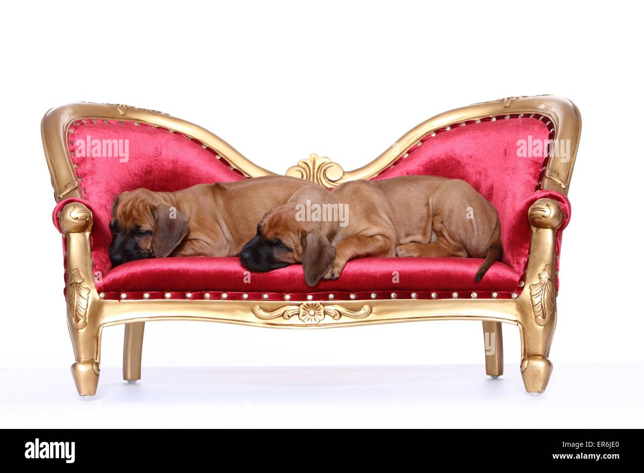 Rhodesian Ridgeback Puppies Stock Photo - Alamy