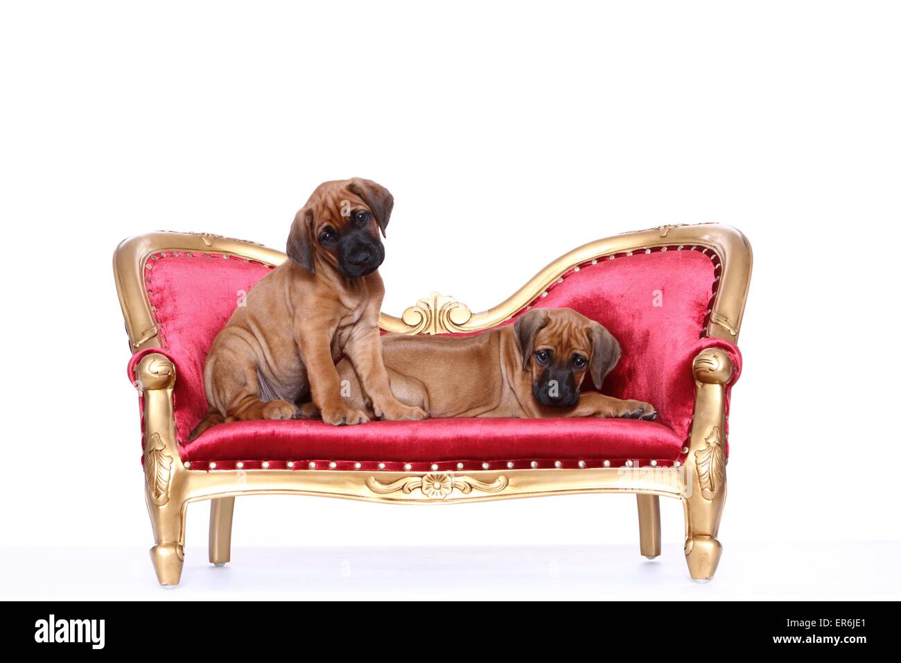 Rhodesian Ridgeback Puppies Stock Photo - Alamy