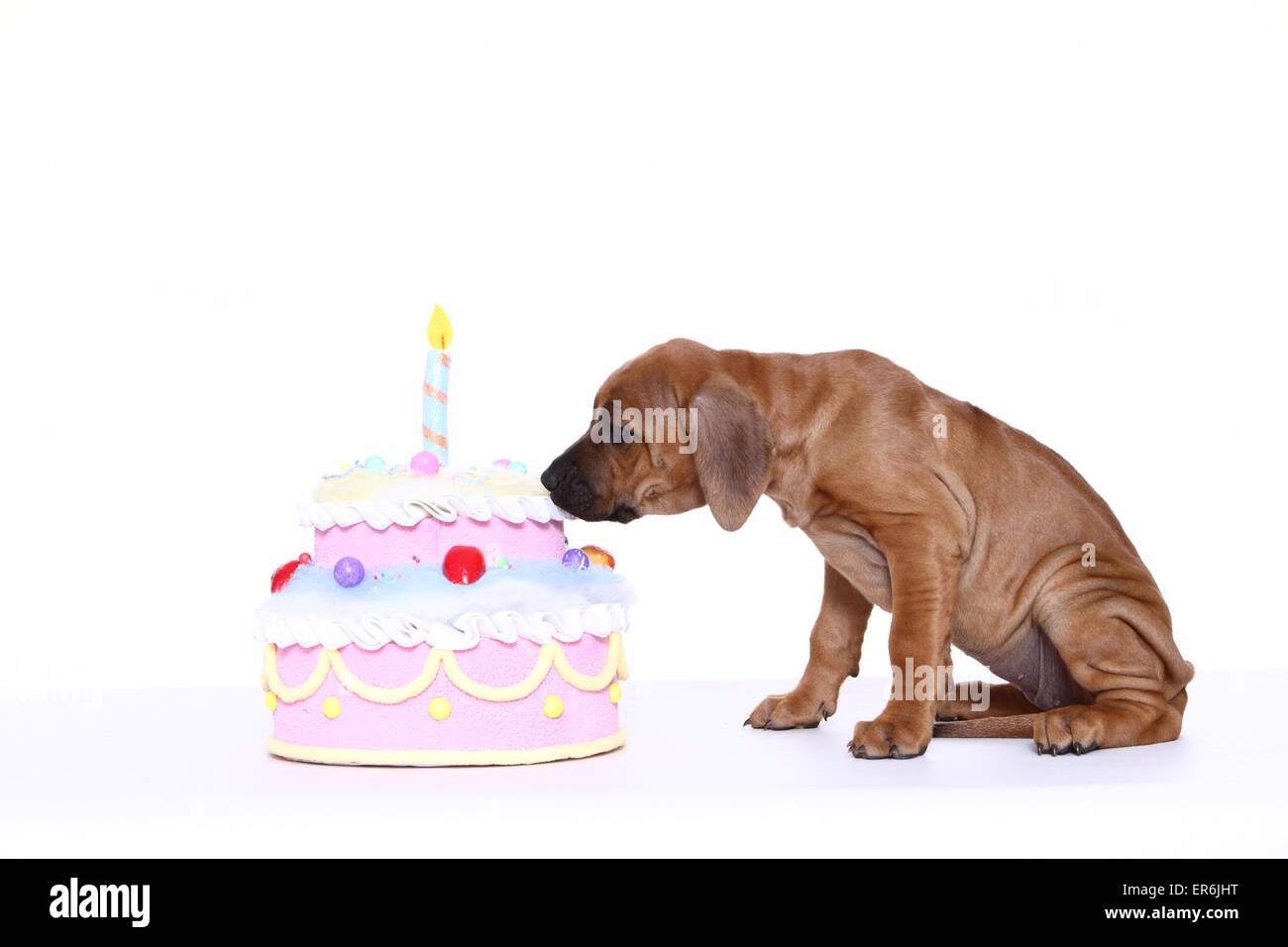 Rhodesian Ridgeback Puppy Stock Photo - Alamy