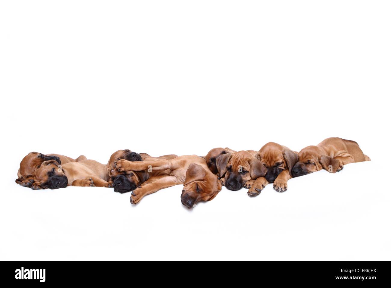 Rhodesian Ridgeback Puppies Stock Photo - Alamy