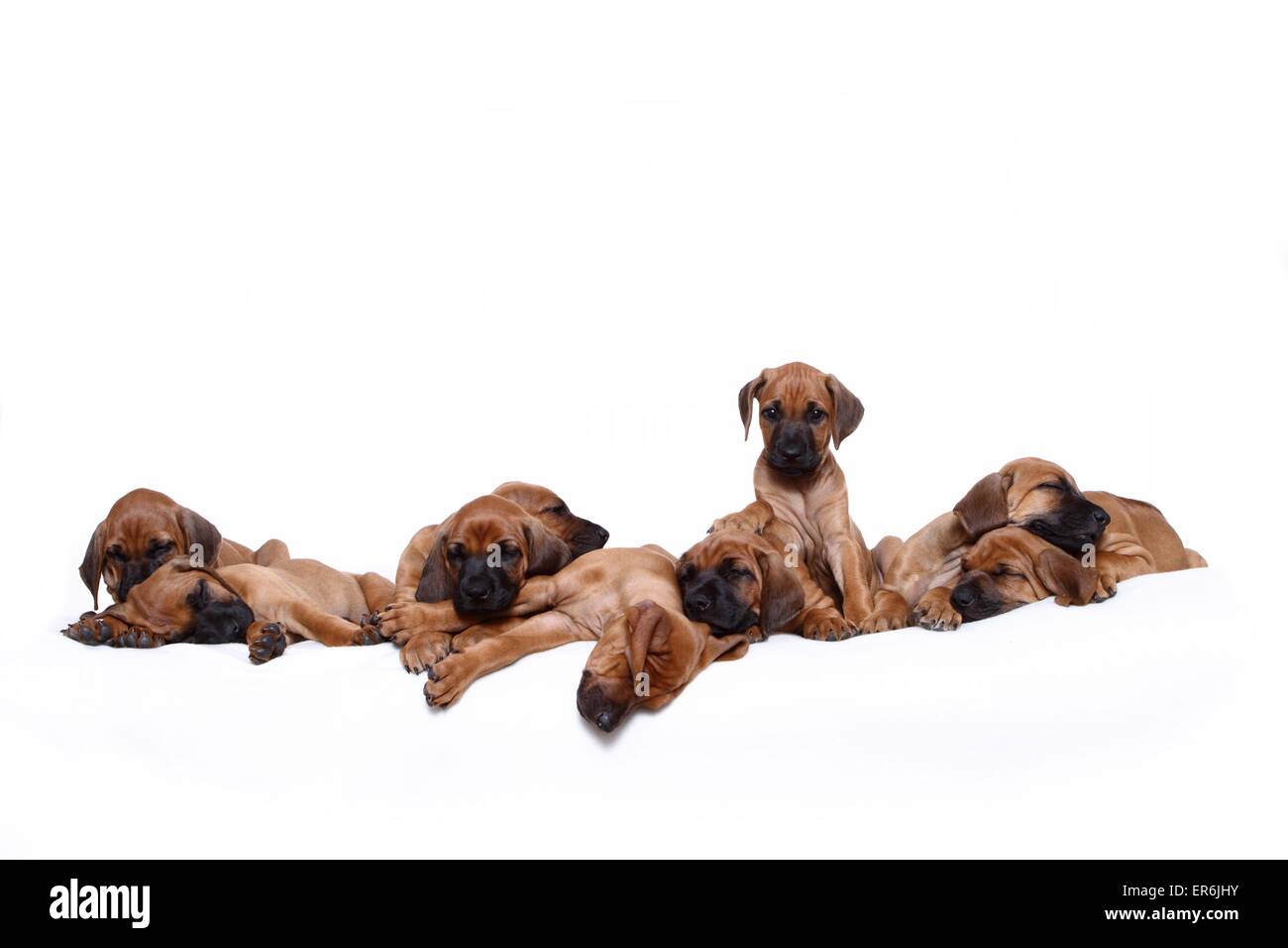 Rhodesian Ridgeback Puppies Stock Photo - Alamy