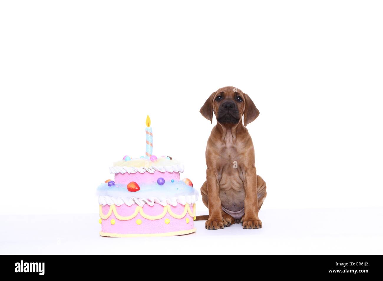 Puppy birthday cake hi-res stock photography and images - Alamy