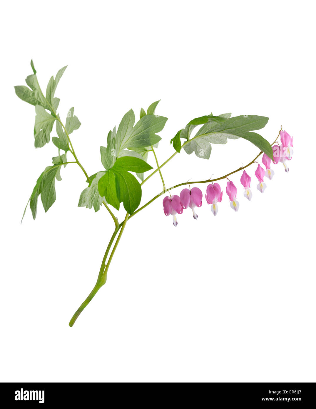 Bleeding Heart Flowers Isolated On White Background Stock Photo - Alamy