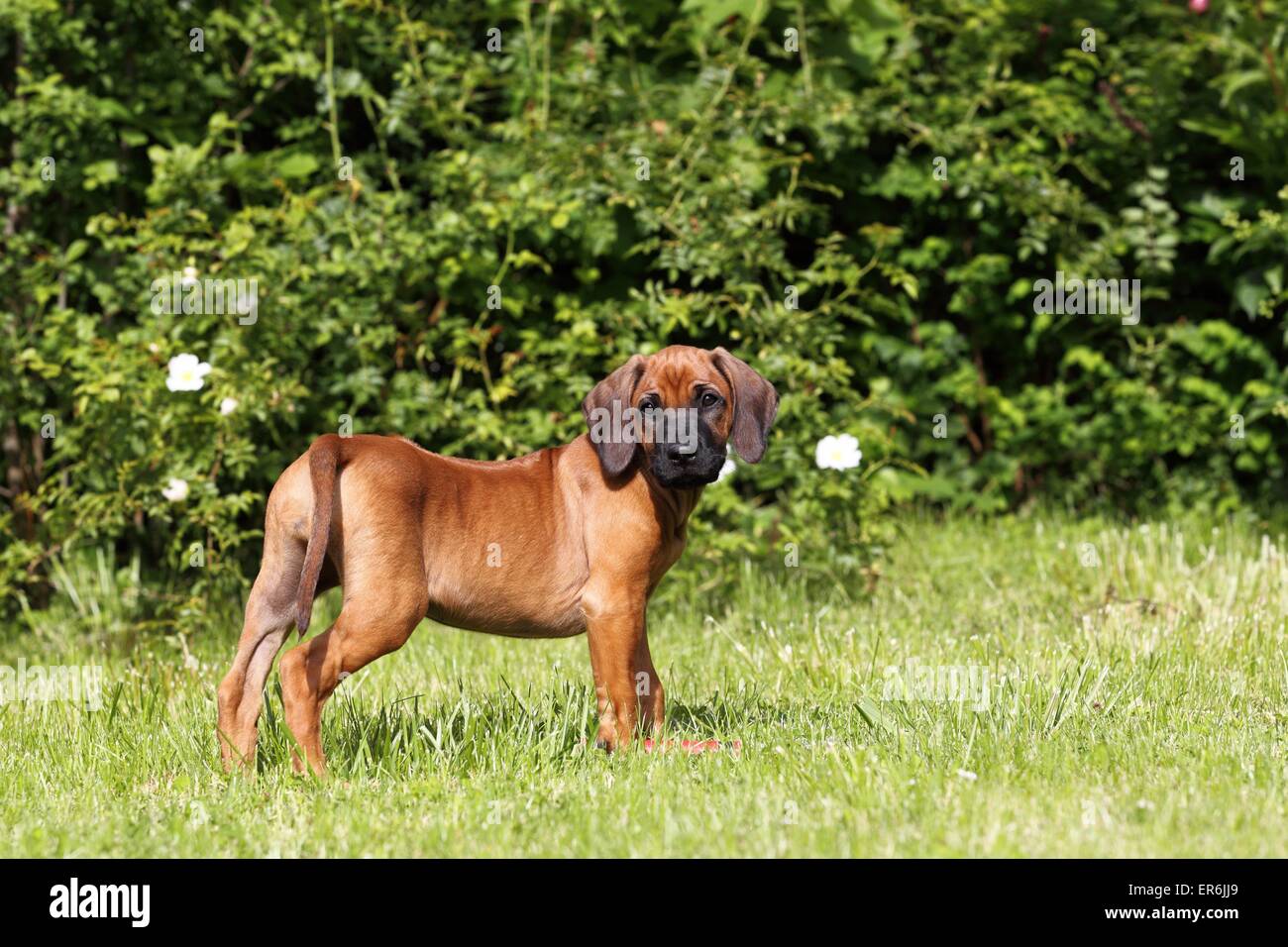 Rhodesian Ridgeback Puppy Stock Photo - Alamy