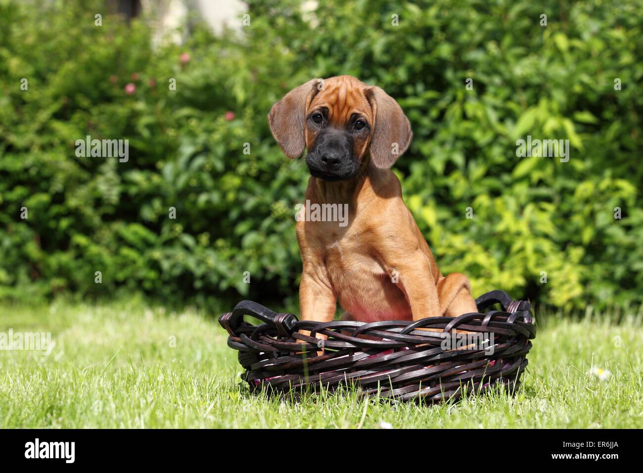 Rhodesian Ridgeback Puppy Stock Photo - Alamy