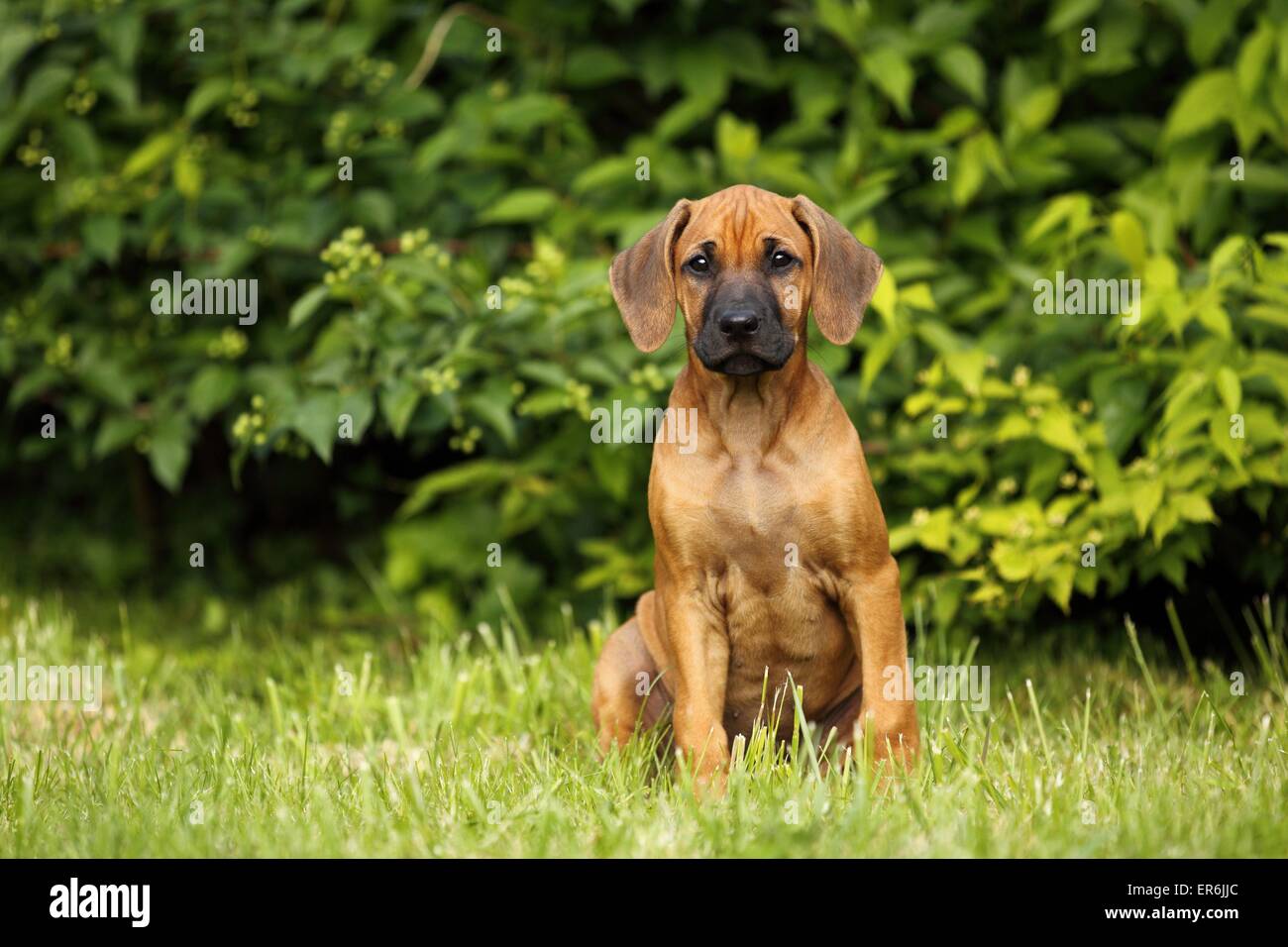 Rhodesian Ridgeback Puppy Stock Photo - Alamy