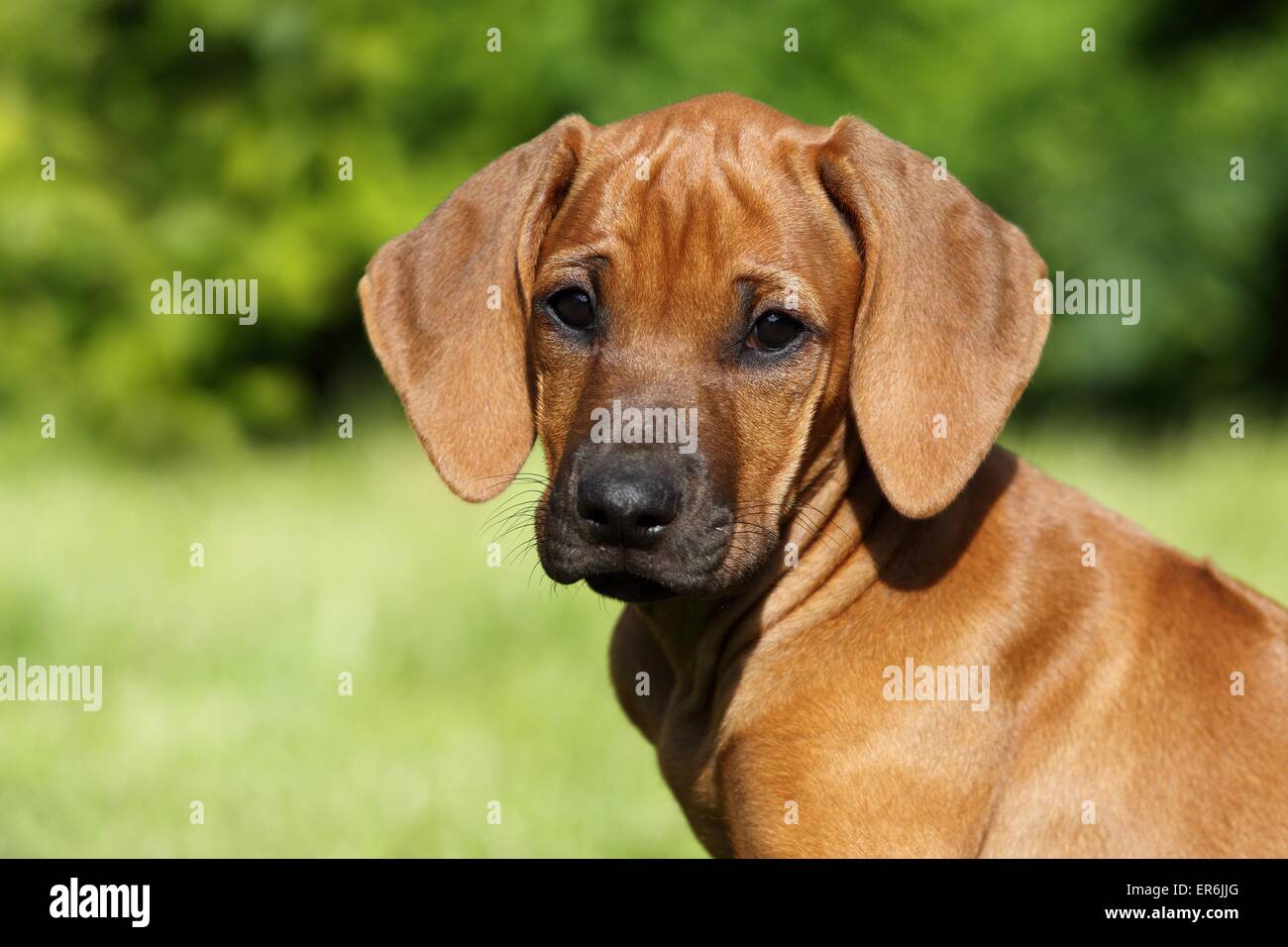 Purebred rhodesian ridgeback hi-res stock photography and images - Alamy