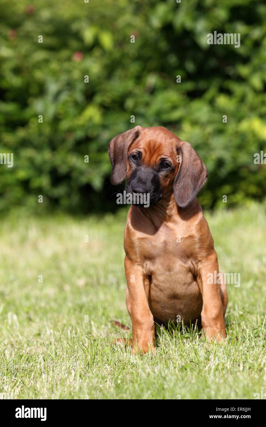 Purebred rhodesian ridgeback hi-res stock photography and images - Alamy