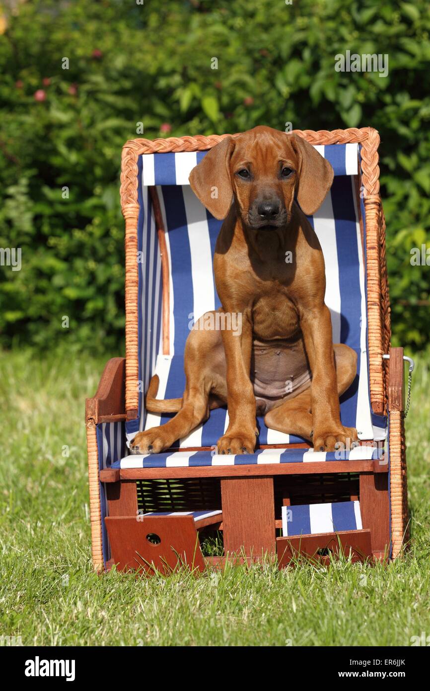 Rhodesian Ridgeback Puppy Stock Photo - Alamy