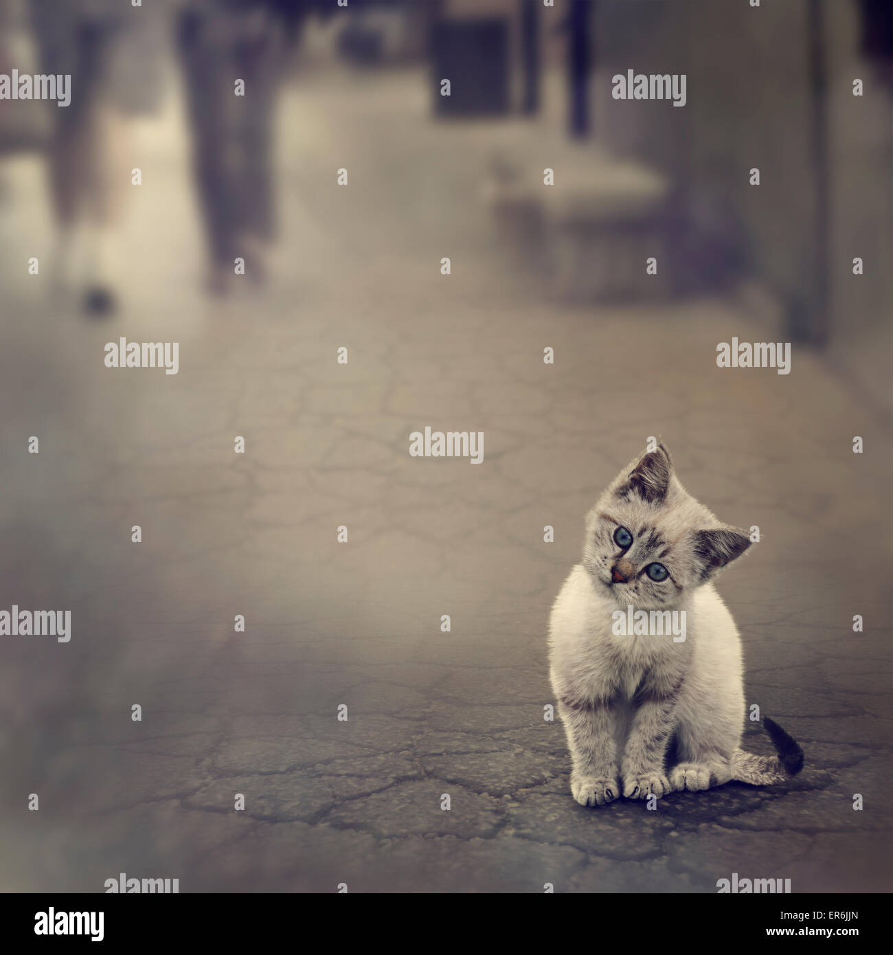 Kitten on street hi-res stock photography and images - Alamy