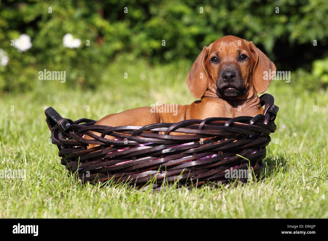 Rhodesian Ridgeback Puppy Stock Photo - Alamy