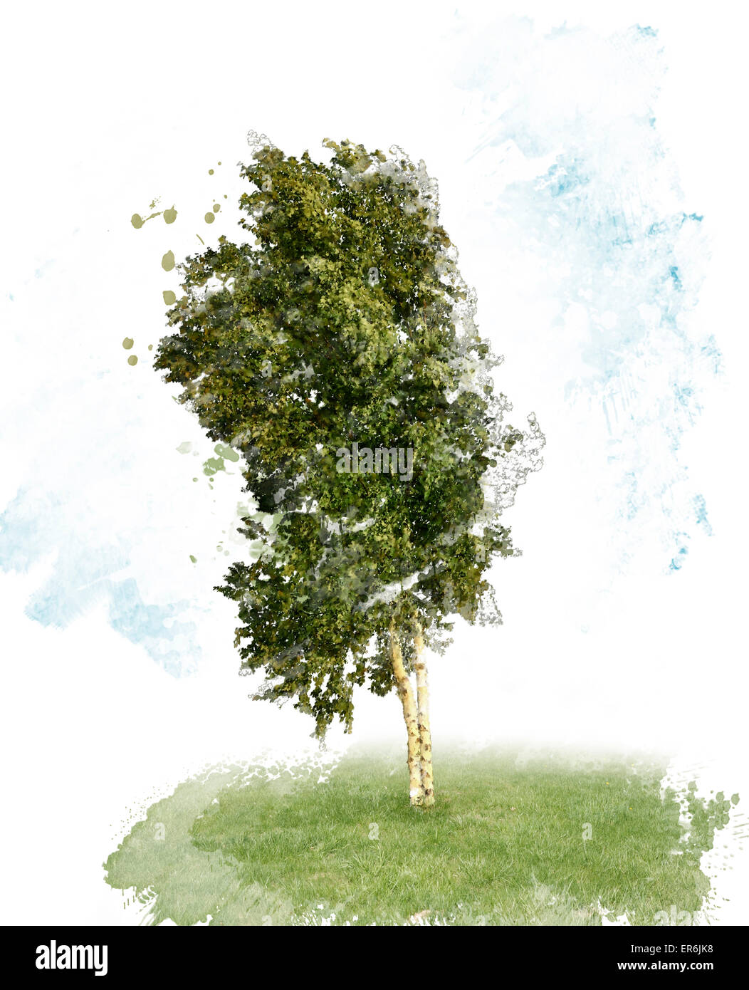 Digital Painting of Birch Tree on White Background Stock Photo - Alamy