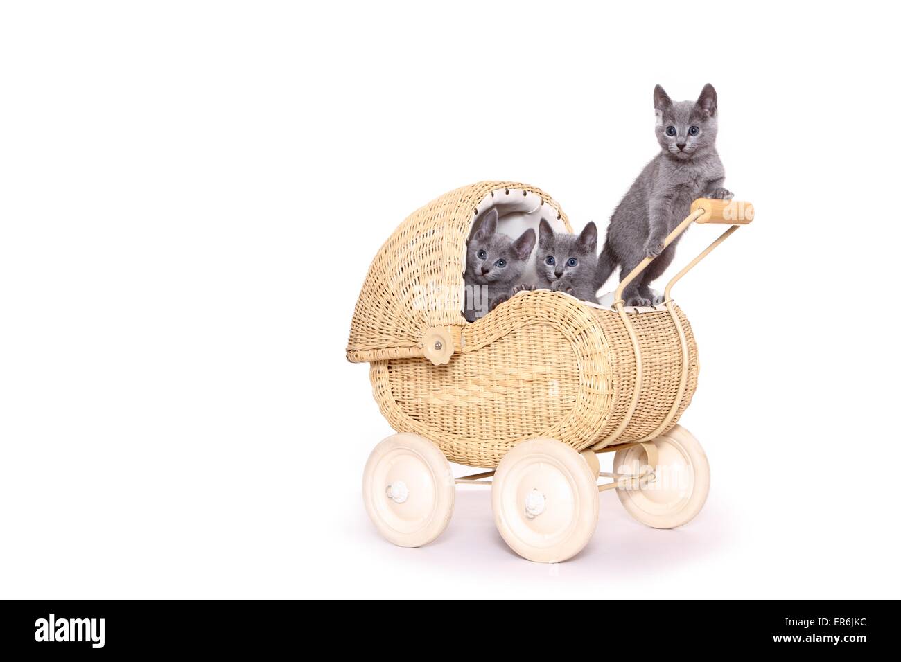 Kitten climbing Cut Out Stock Images & Pictures - Alamy