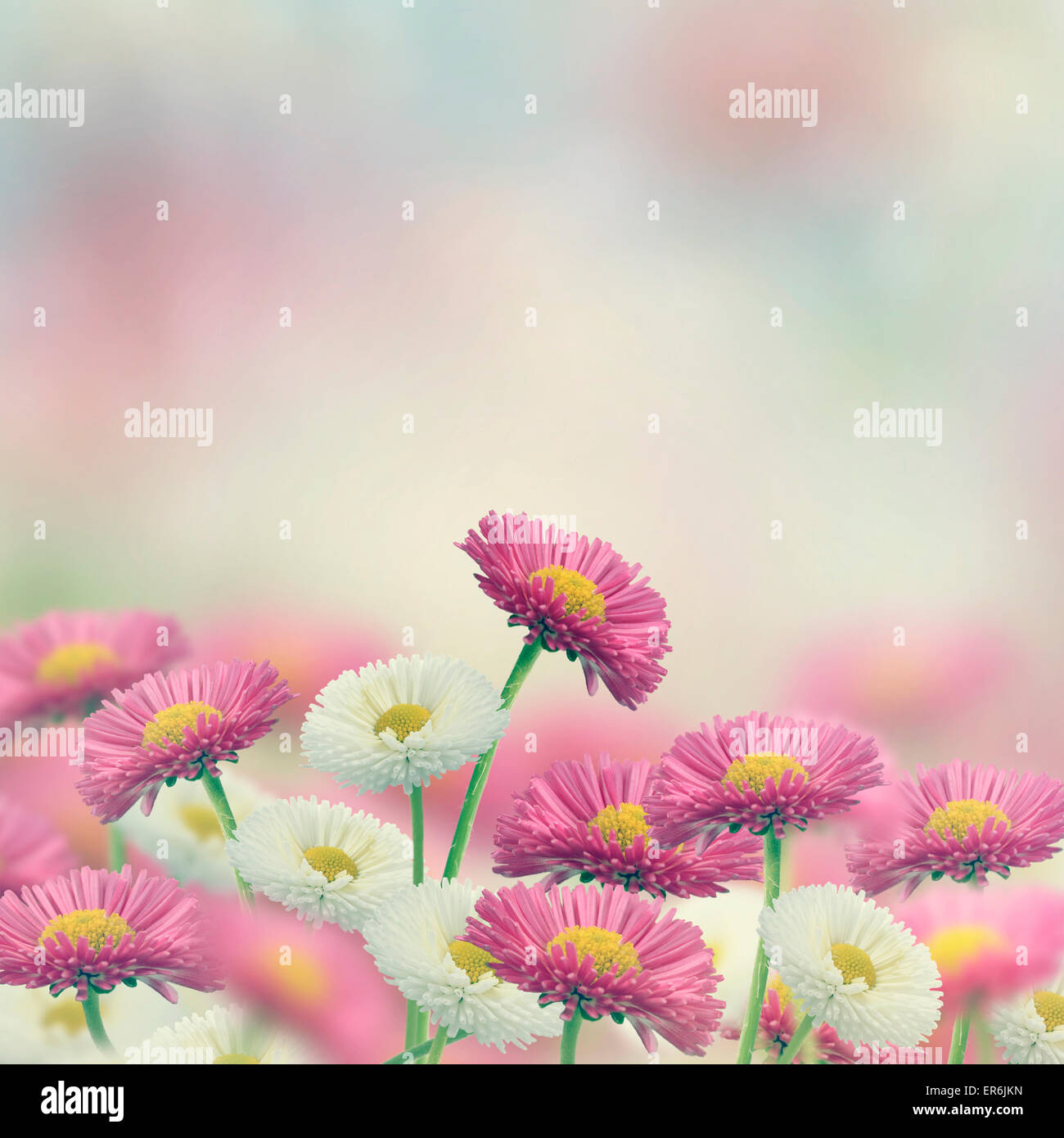Marguerite flowers hi-res stock photography and images - Alamy