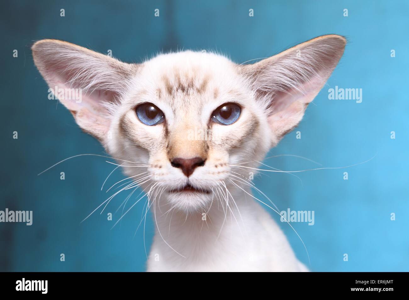Balinese Cat Portrait Stock Photo - Alamy