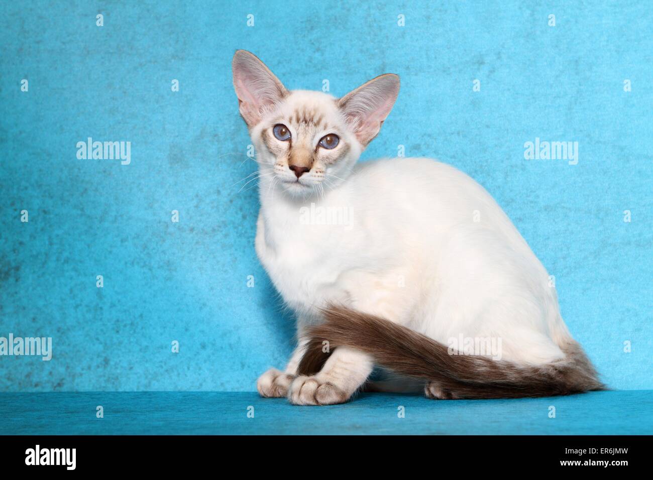 sitting Balinese Cat Stock Photo - Alamy
