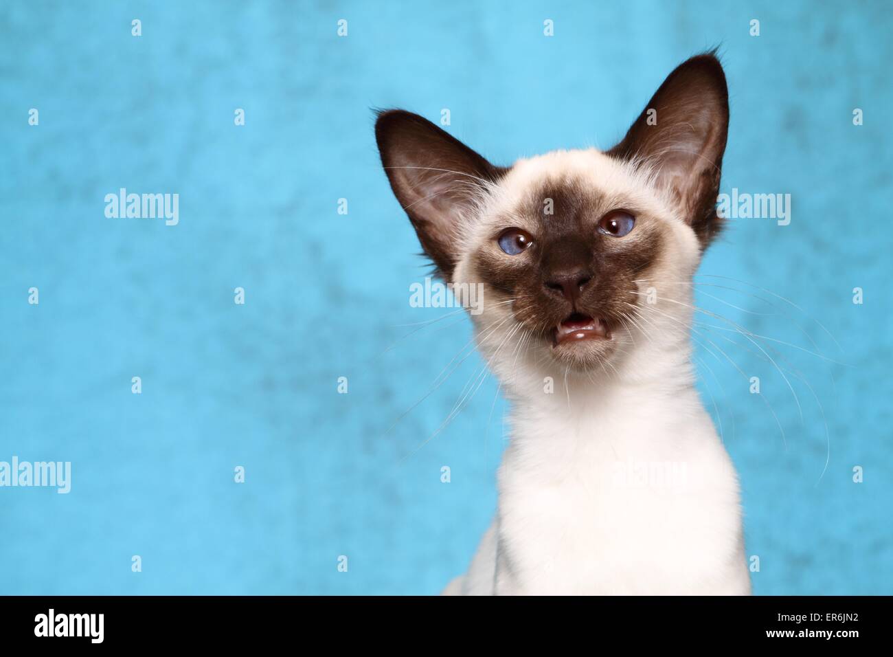 mewing Balinese Cat Stock Photo - Alamy