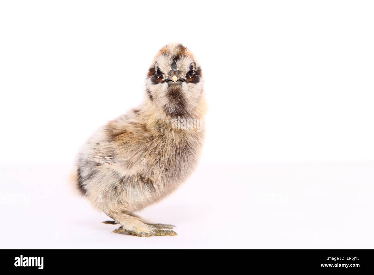 Silky Fowl chick Stock Photo - Alamy