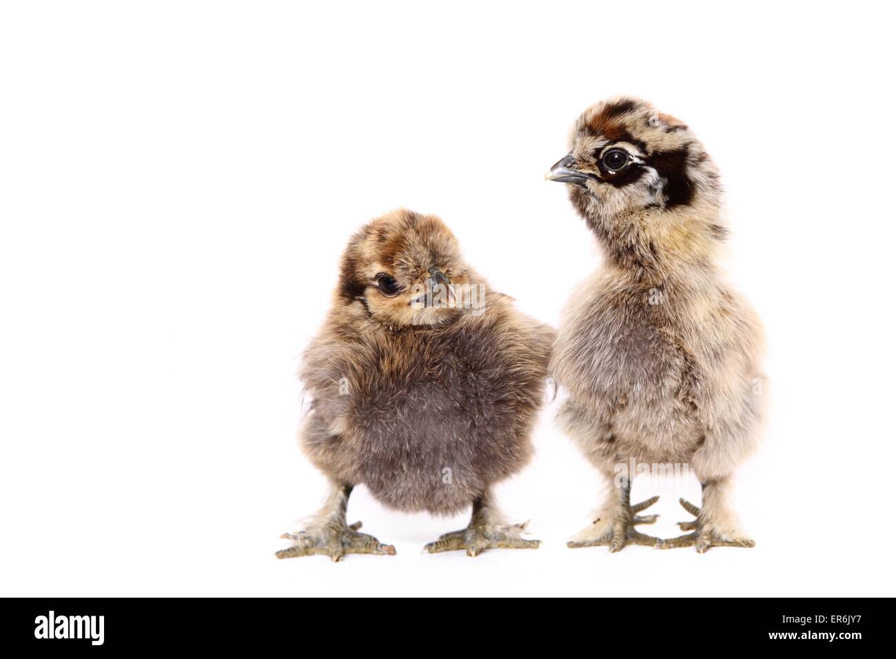 Silky Fowl chicks Stock Photo - Alamy