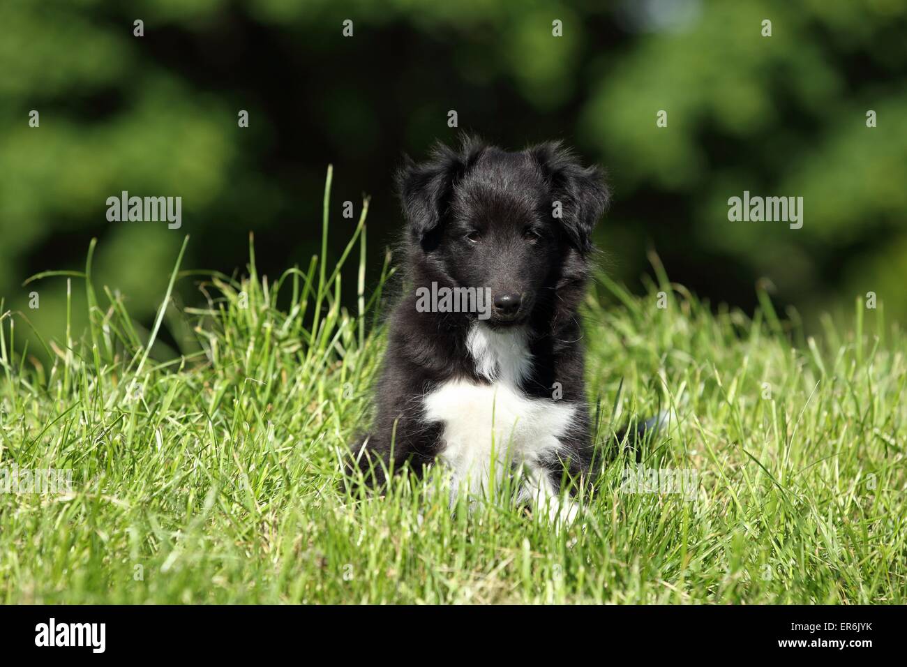 Black sheltie hi-res stock photography and images - Alamy
