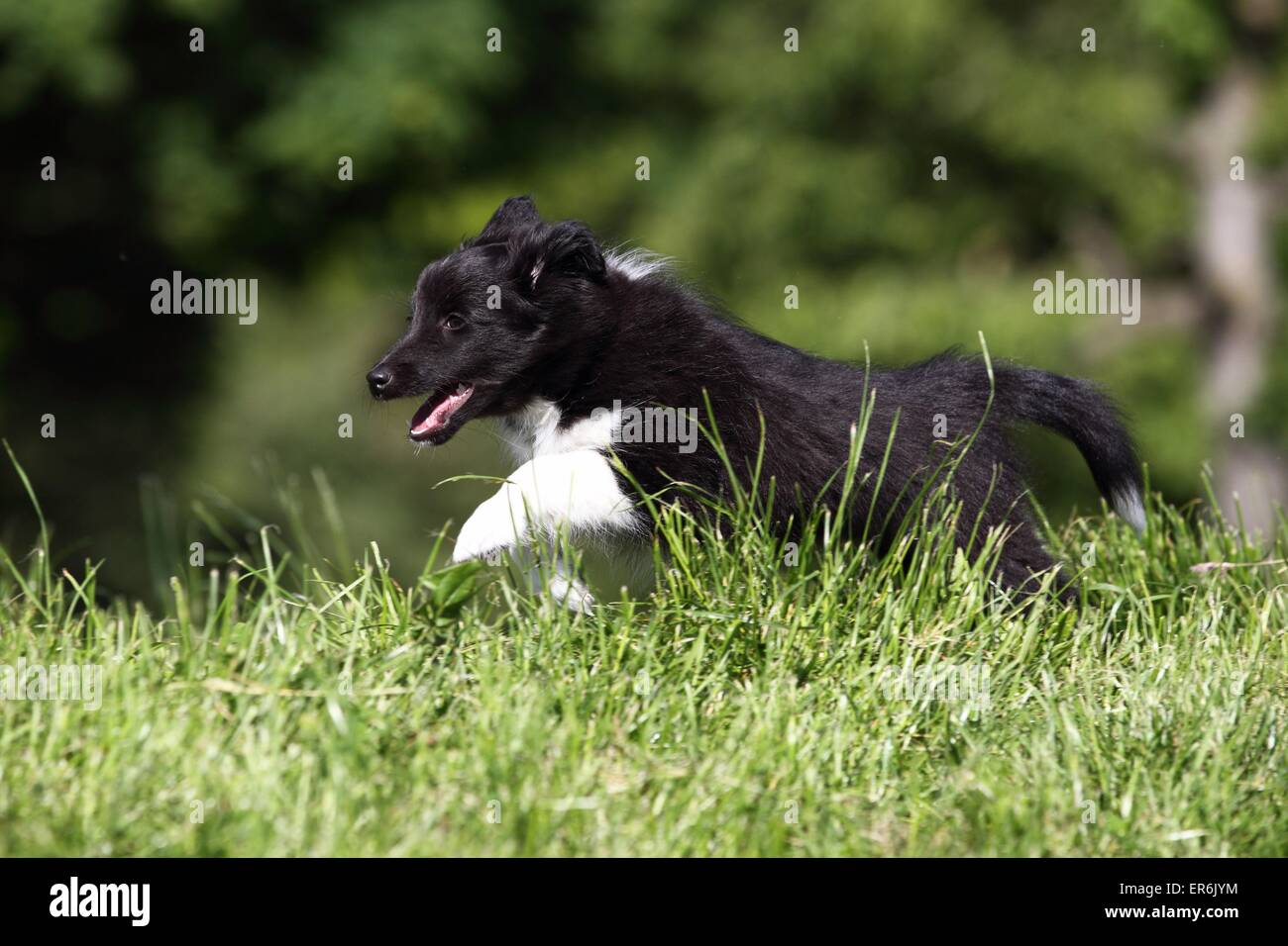 Black sheltie hi-res stock photography and images - Alamy