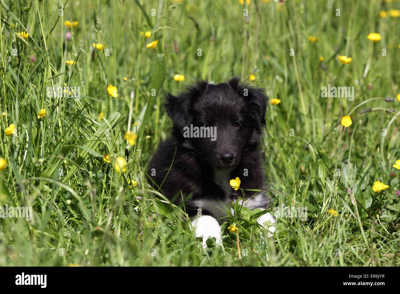 Black sheltie hi-res stock photography and images - Alamy