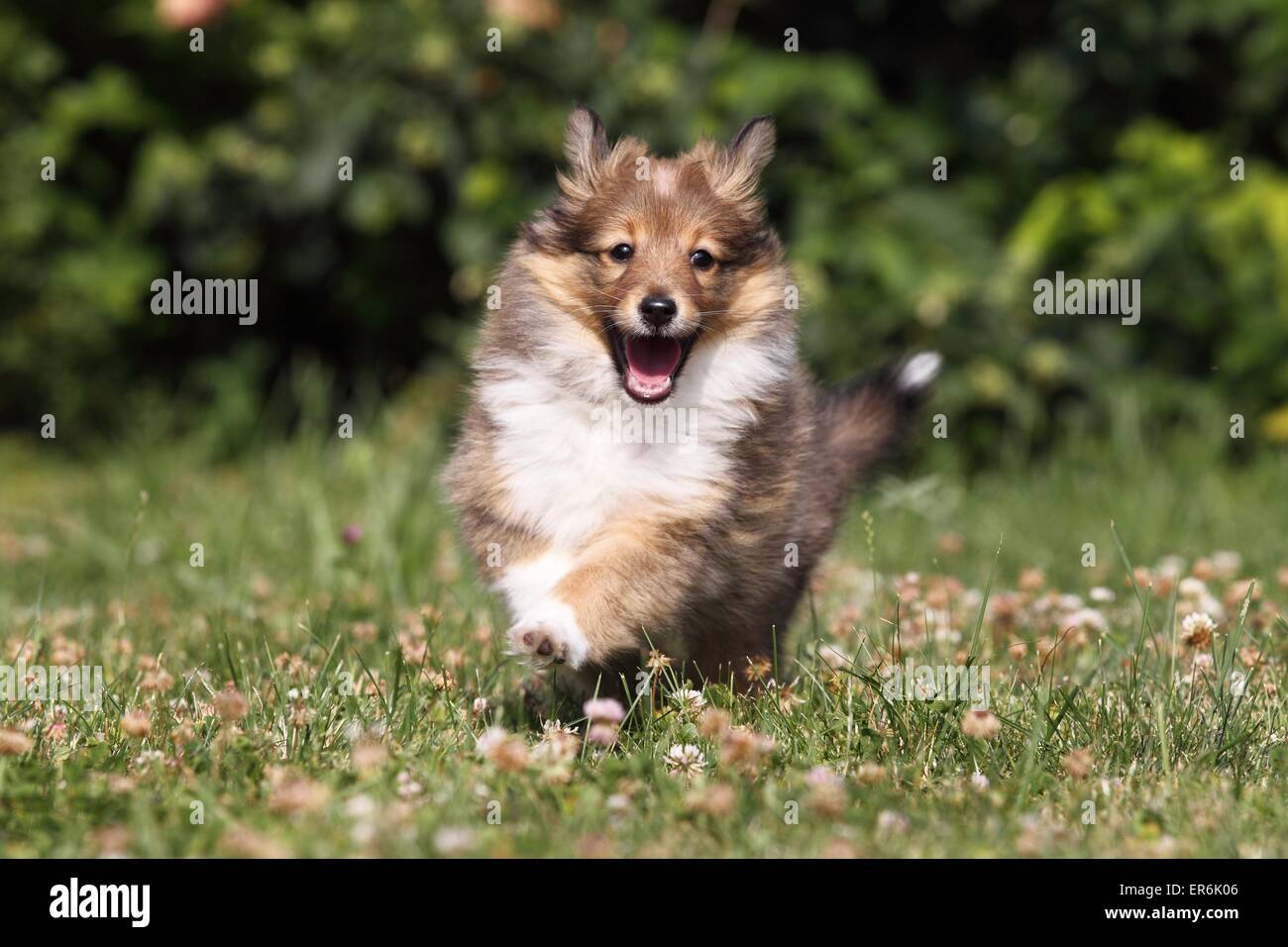 Smooth camera movement white grass hi-res stock photography and images ...