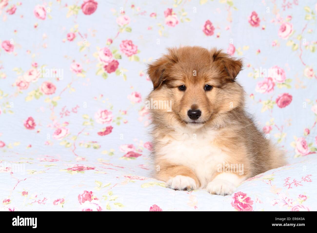 Sheltie sable hi-res stock photography and images - Alamy