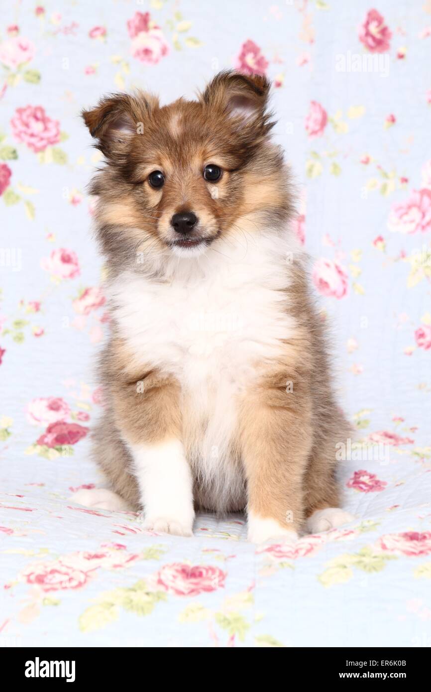 Sheltie sable hi-res stock photography and images - Alamy