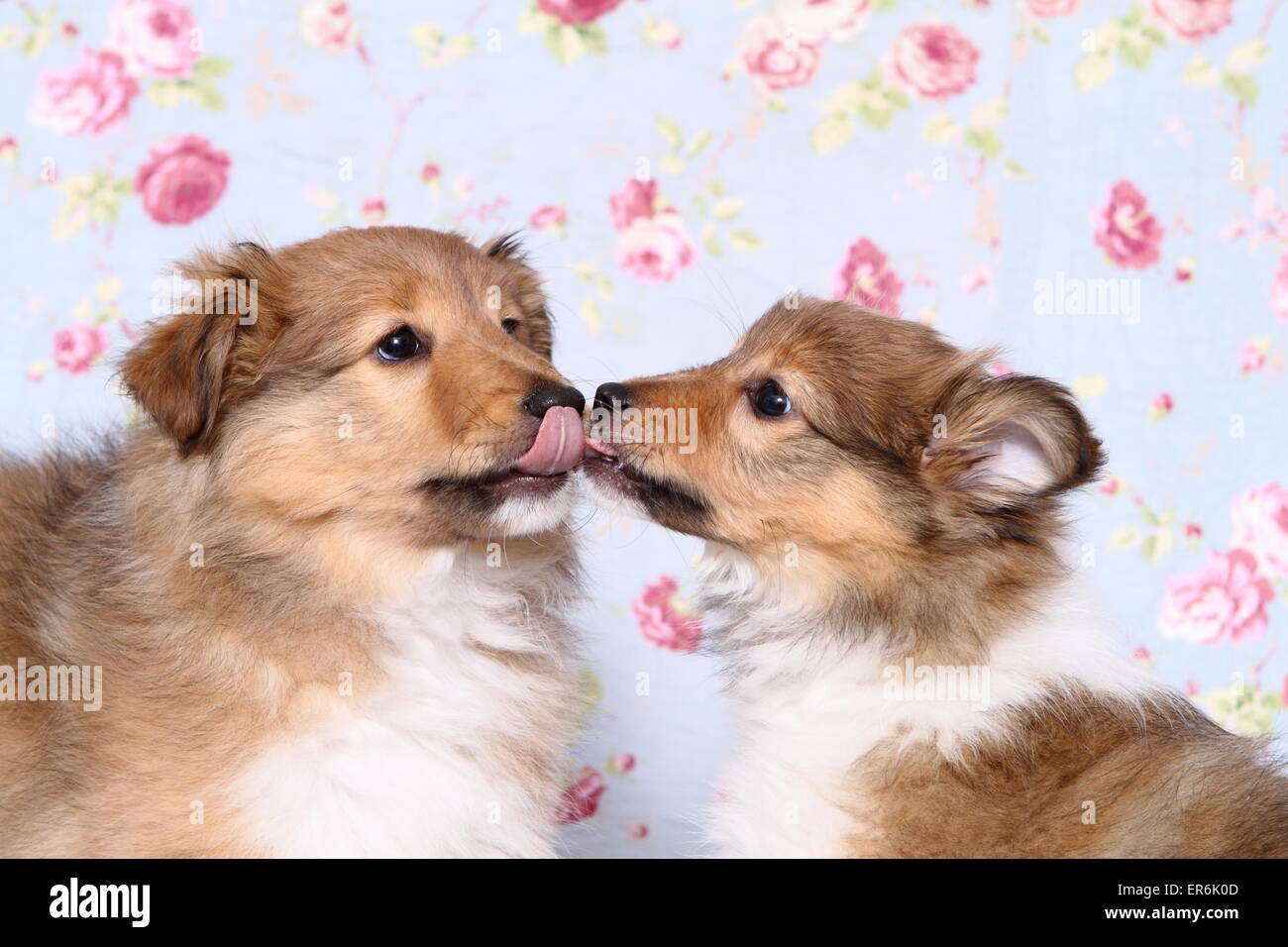 2 Sheltie Puppies Stock Photo - Alamy