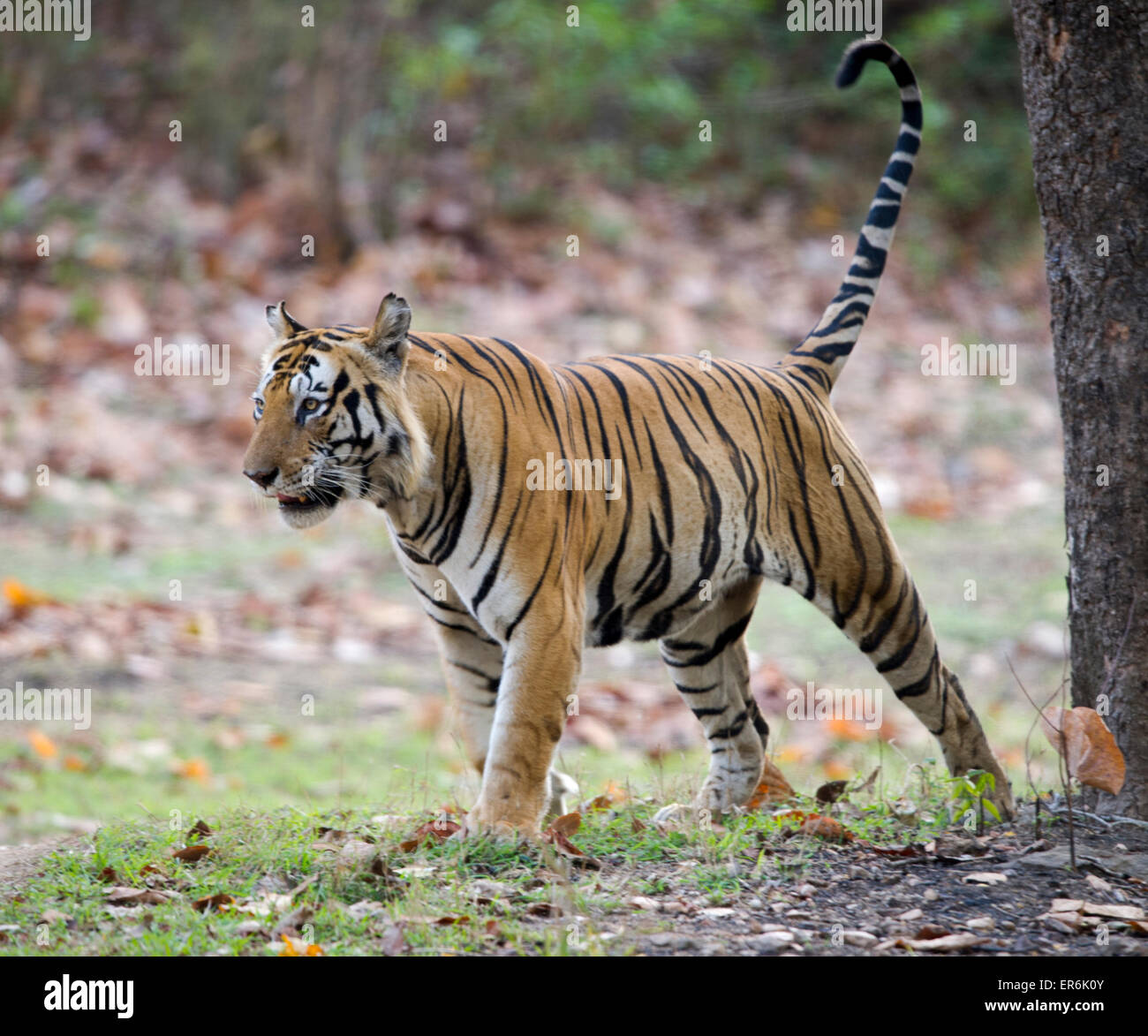Tiger spraying hi-res stock photography and images - Alamy
