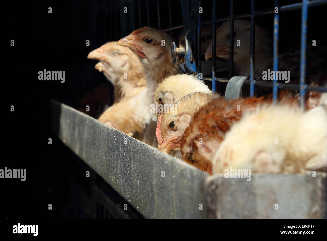 Battery cages hi-res stock photography and images - Alamy