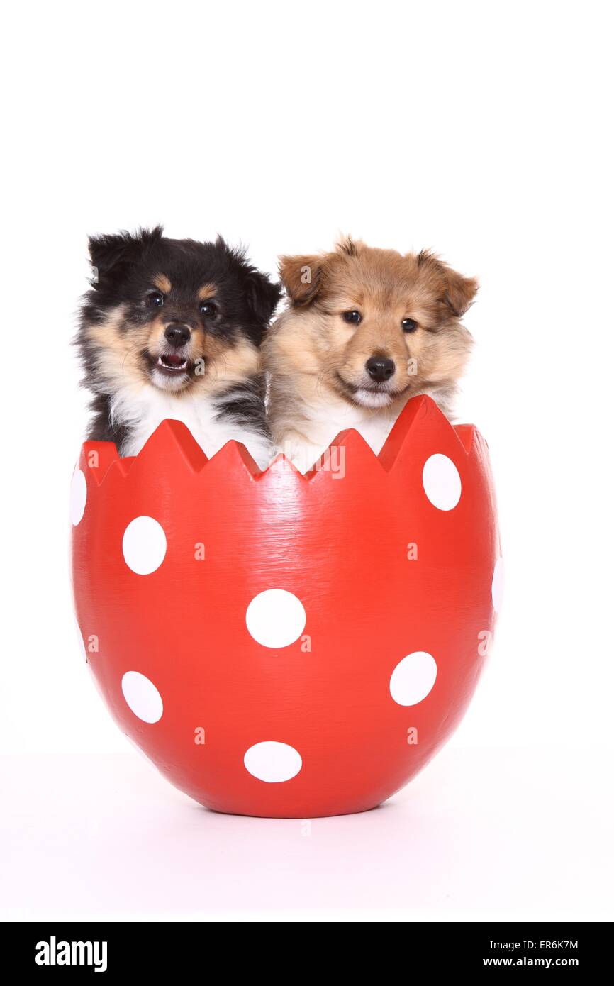 2 Sheltie Puppies Stock Photo - Alamy