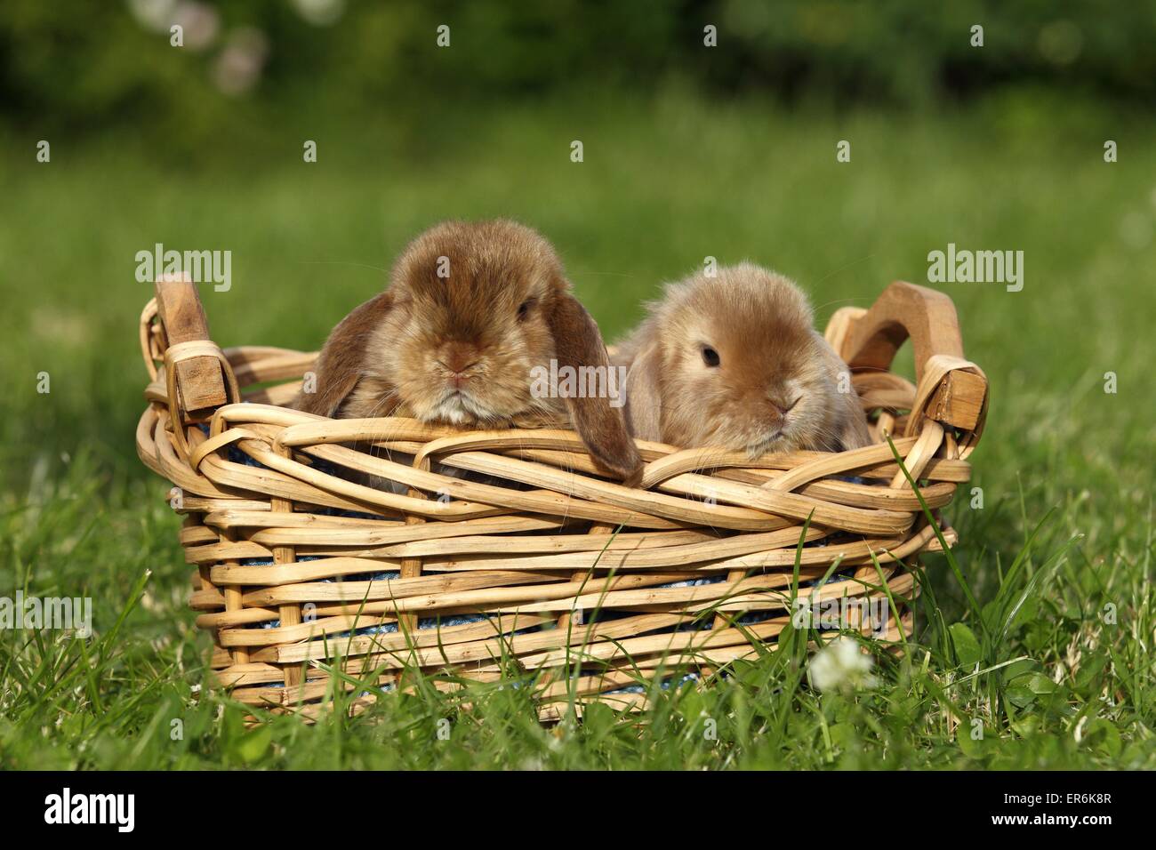 Lop eared rabbit hi-res stock photography and images - Alamy