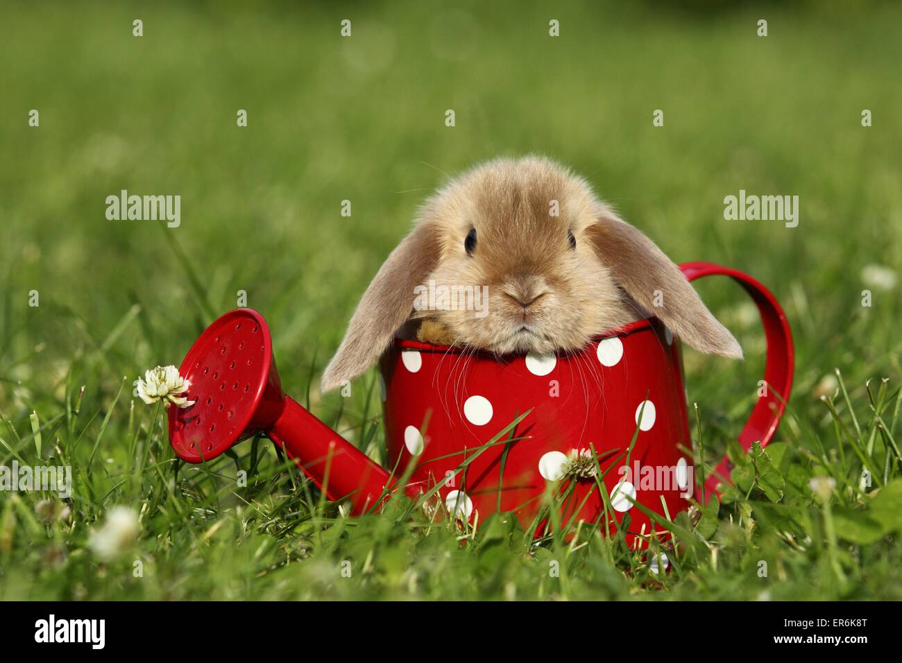 Lop eared rabbit hi-res stock photography and images - Alamy