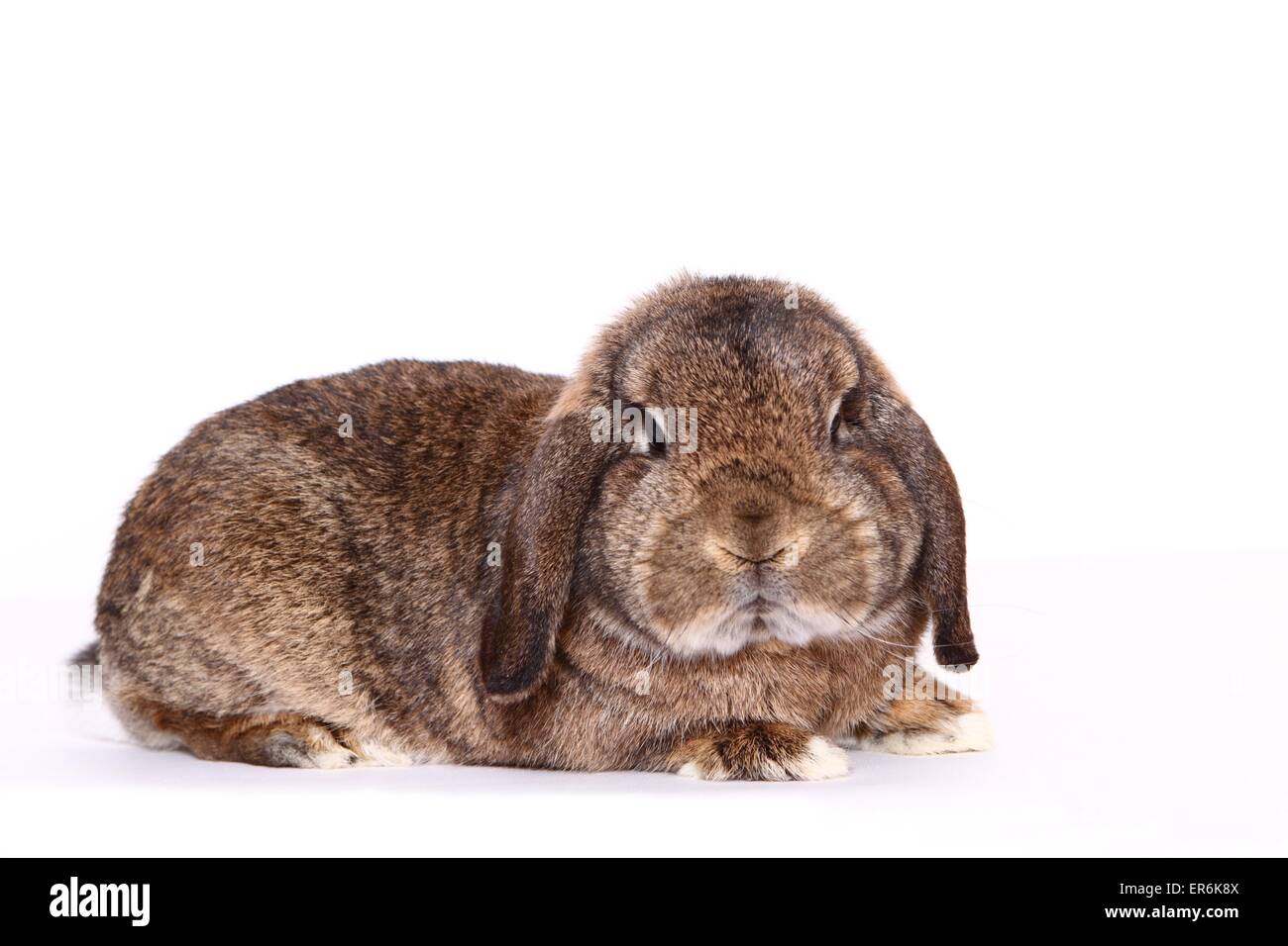 Mini lop Cut Out Stock Images & Pictures - Alamy
