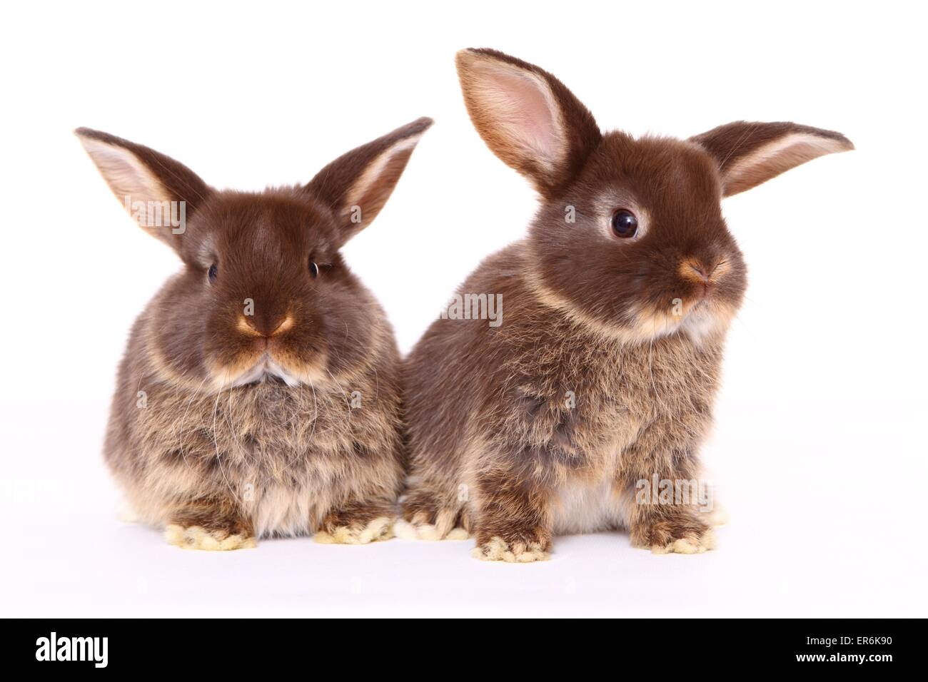 Mini lop rabbits hi-res stock photography and images - Alamy