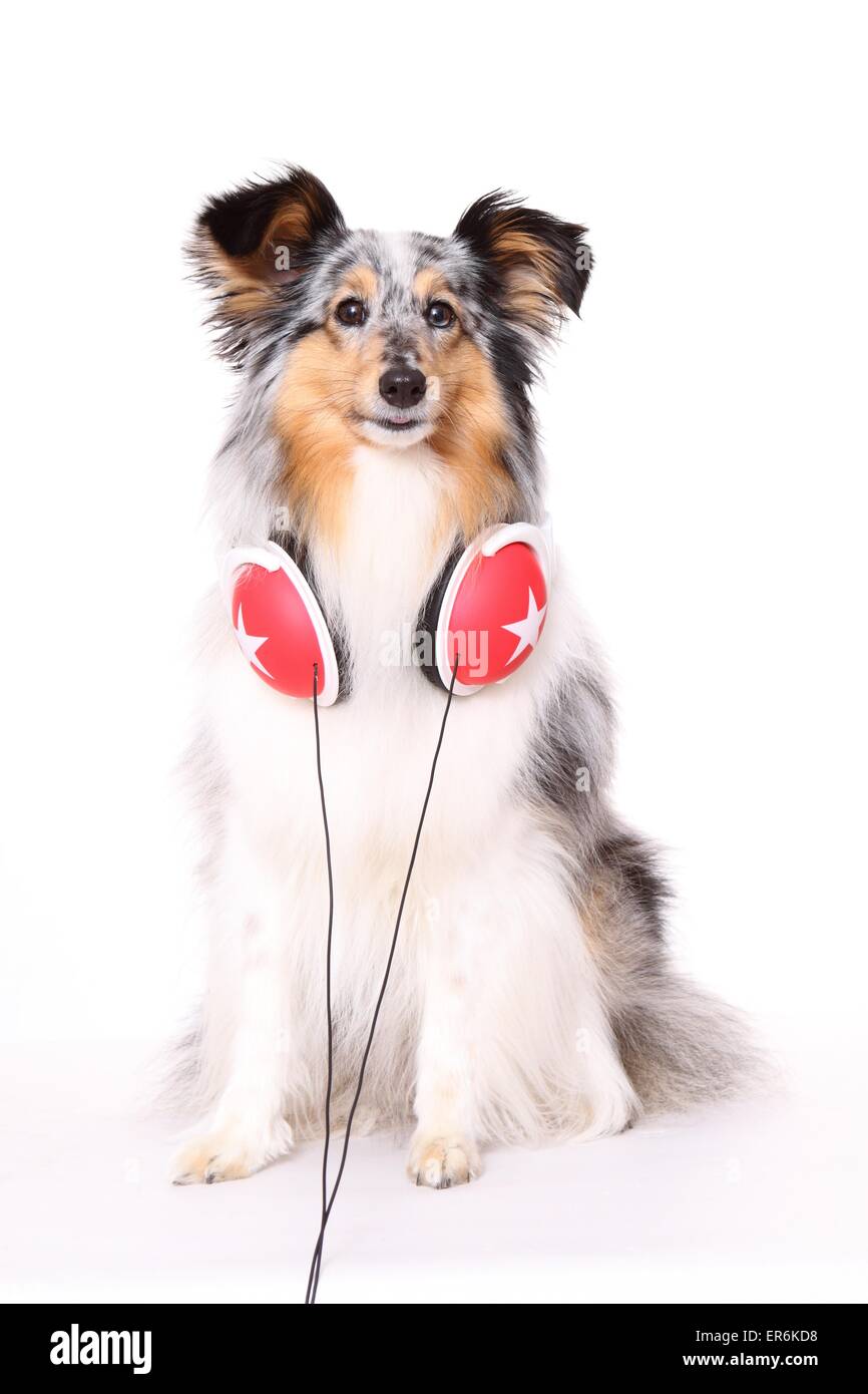 sitting Shetland Sheepdog Stock Photo - Alamy